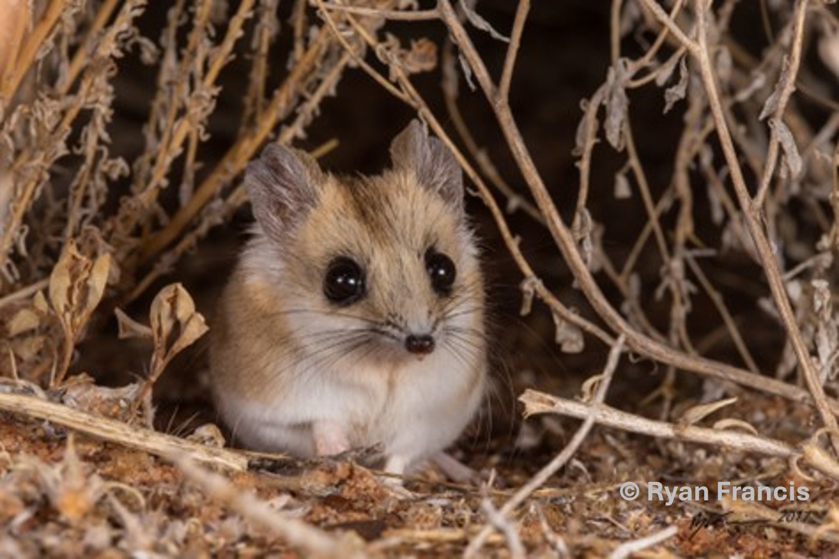 Australia’s best kept secret: the dunnart