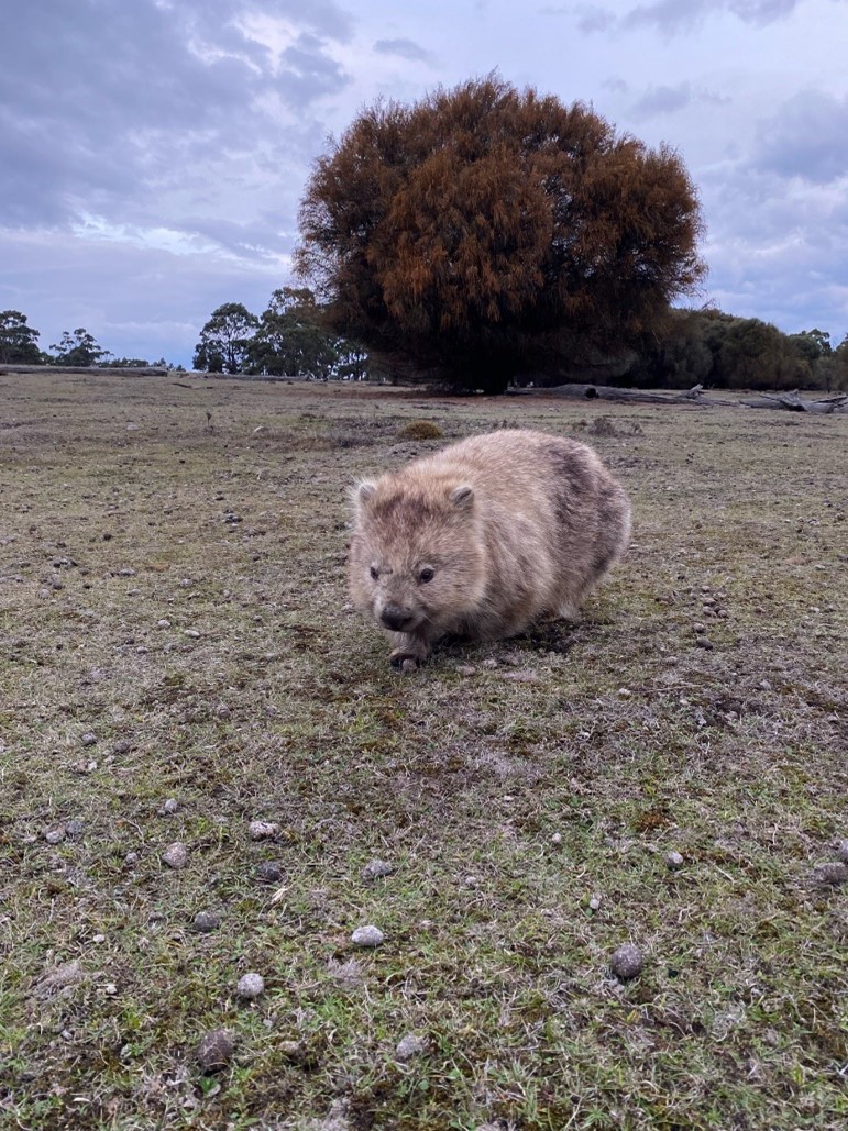 From Cardiff to Maria Island